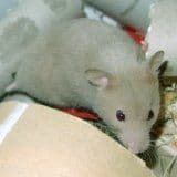 Kidsweb - Hamster-ABC für Kinder im kidsweb.de