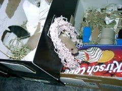 Kidsweb - Hamster-ABC für Kinder im kidsweb.de