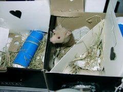Kidsweb - Hamster-ABC für Kinder im kidsweb.de